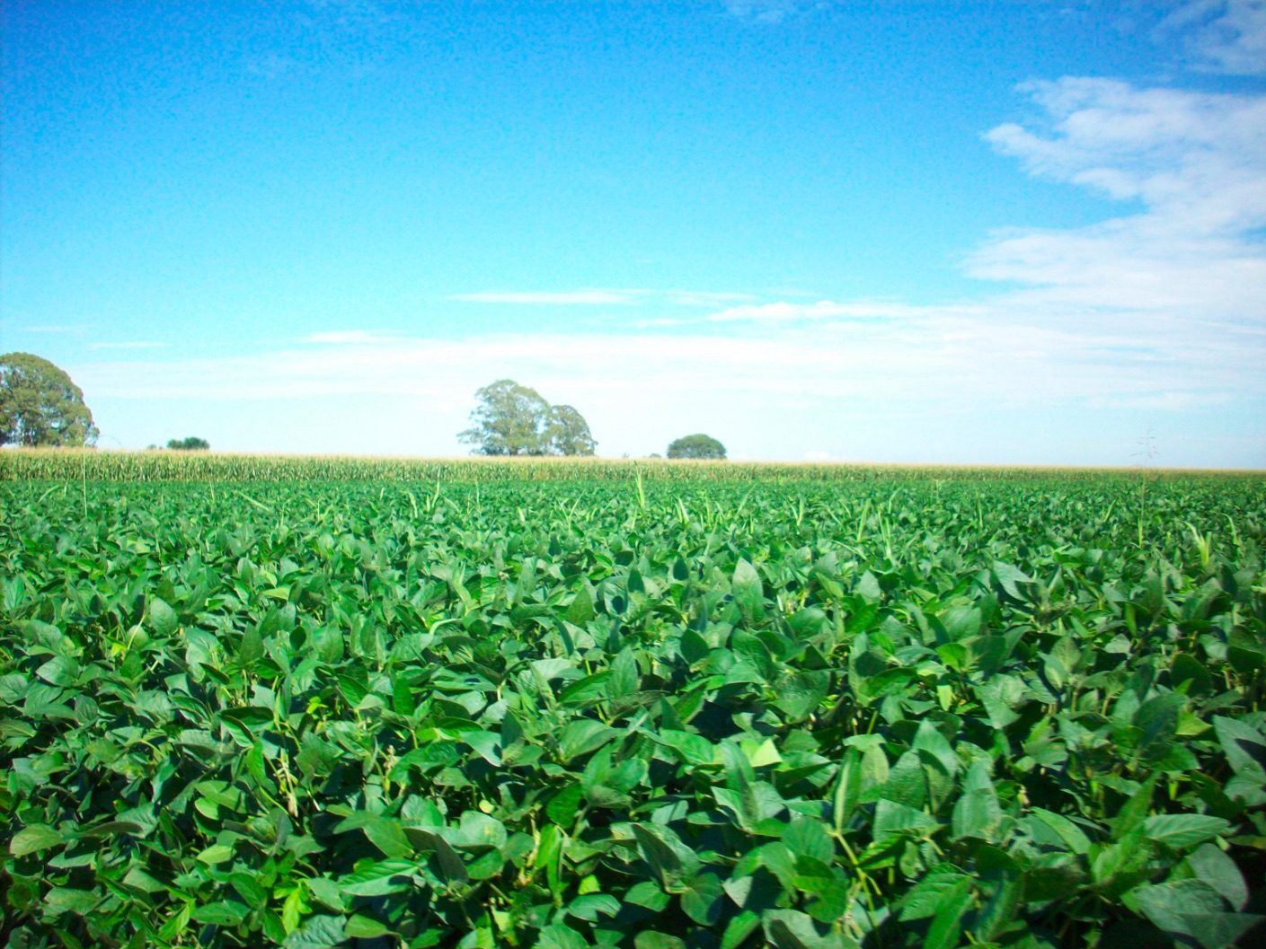 Início - Aliança Agrícola do Cerrado